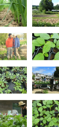 Plants et semences biologiques anciennes. L'atelier des bons plants