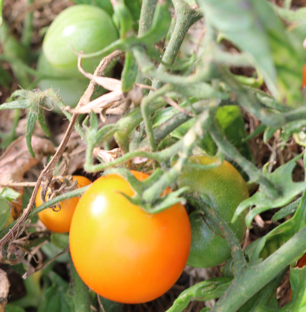 Tomate Bio Ida Gold - L'Atelier des Bons Plants Semences biologiques.