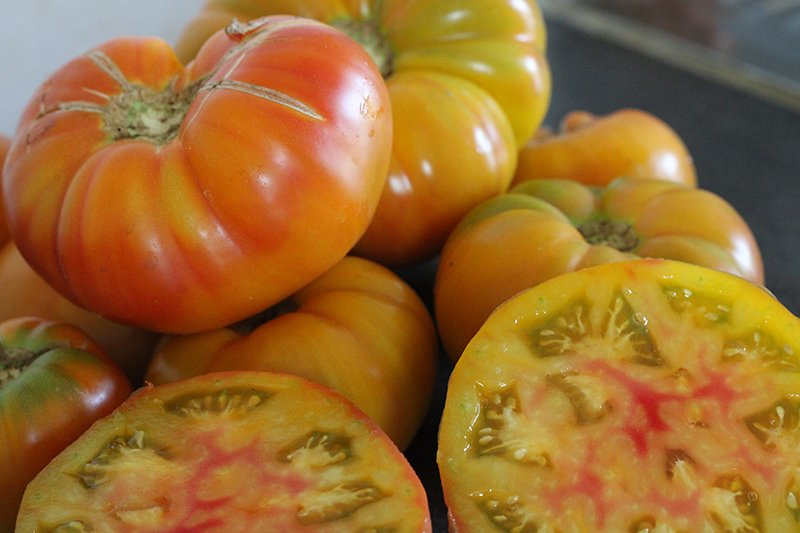 Tomate Ananas Bio - Atelier des Bons Plants Plants et semences Bio.