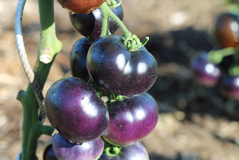 Tomate Bio Osu Blue naturellement bleue - Atelier des Bons Plants (56)