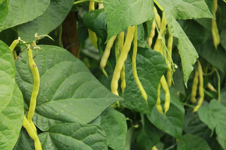 Semences Bio Haricot à rames mange-tout Neckargold - Atelier des Bons ...