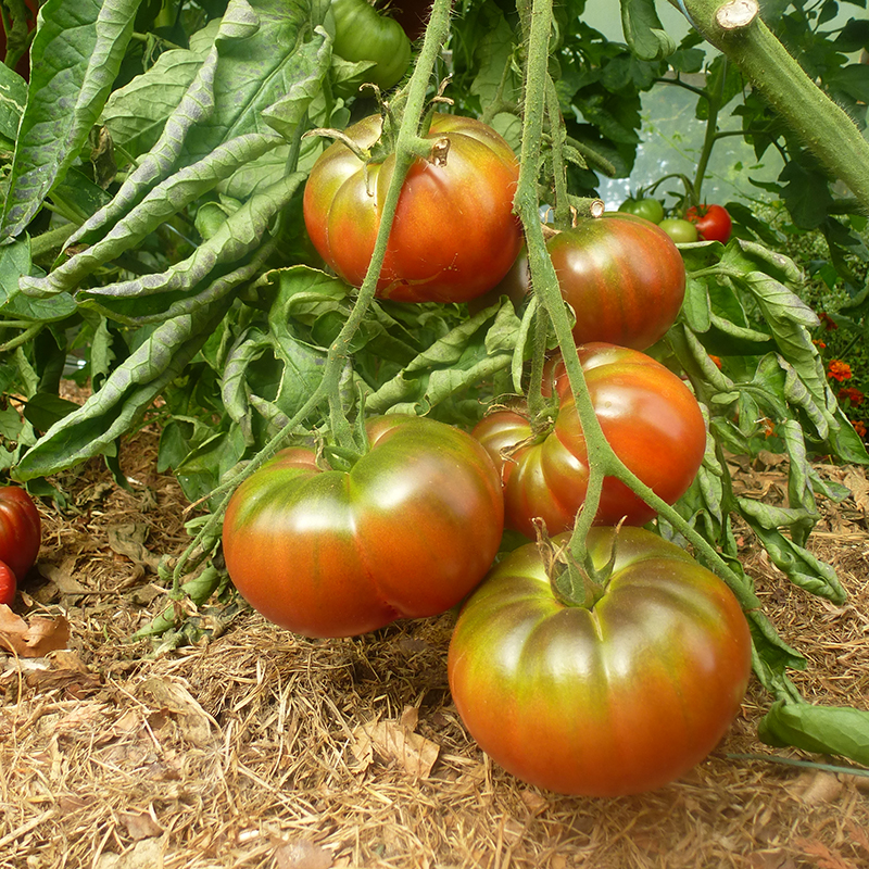 Tomate noire de Crimée Bio. - Atelier des Bons Plants