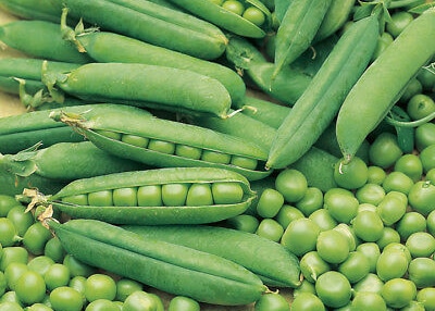 Semences Bio Petit pois rond Douce Provence (à écosser) - Atelier des ...