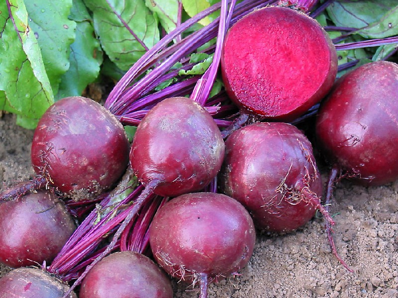 Semences Bio Betterave rouge Bio Robuschka - Atelier des Bons Plants