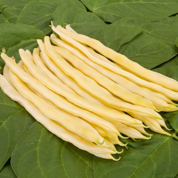 Semences Bio Haricot à rames mange-tout Neckargold - Atelier des Bons ...