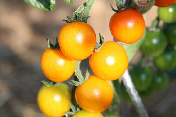 Tomate cerise orange Bio - Atelier des Bons Plants