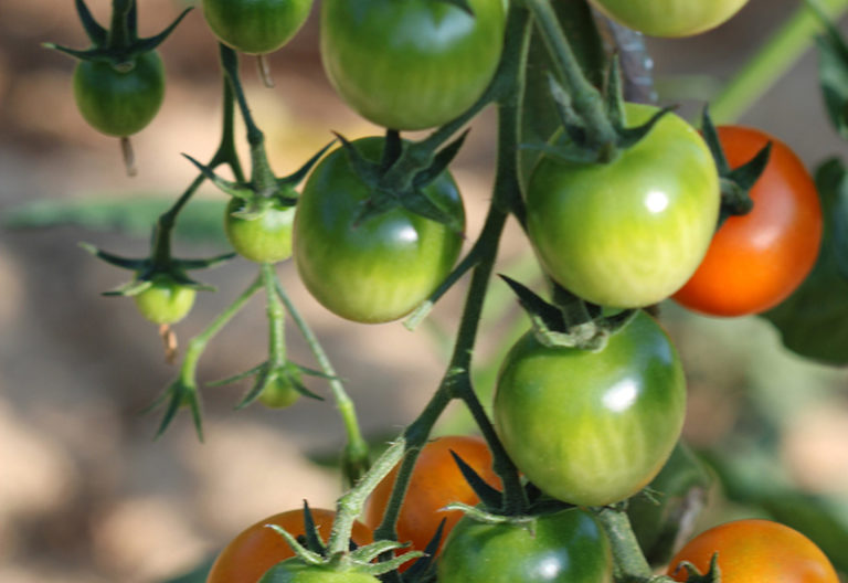 Tomate cerise orange Bio - Atelier des Bons Plants