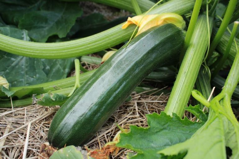 Courgette verte de Milan - Semences Biologiques en Bretagne.