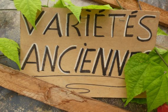 Plants et semences biologiques anciennes. L'atelier des bons plants