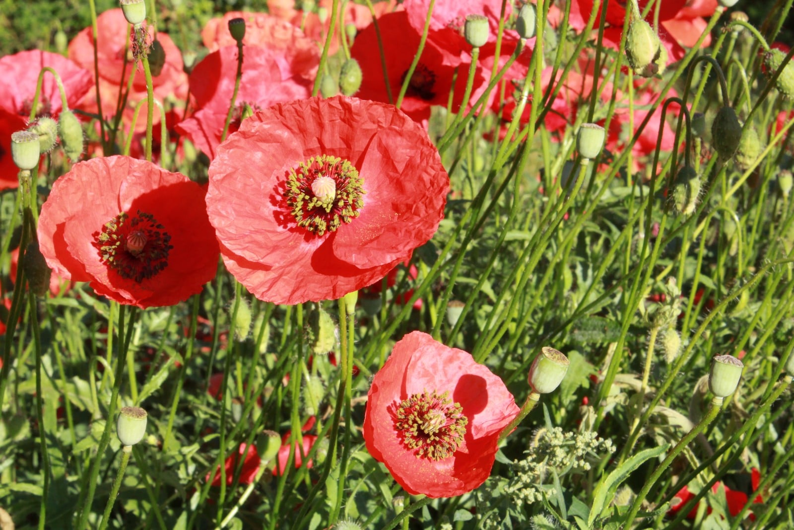 Coquelicot rouge bio - Graines et plants - L' Atelier des Bons Plants