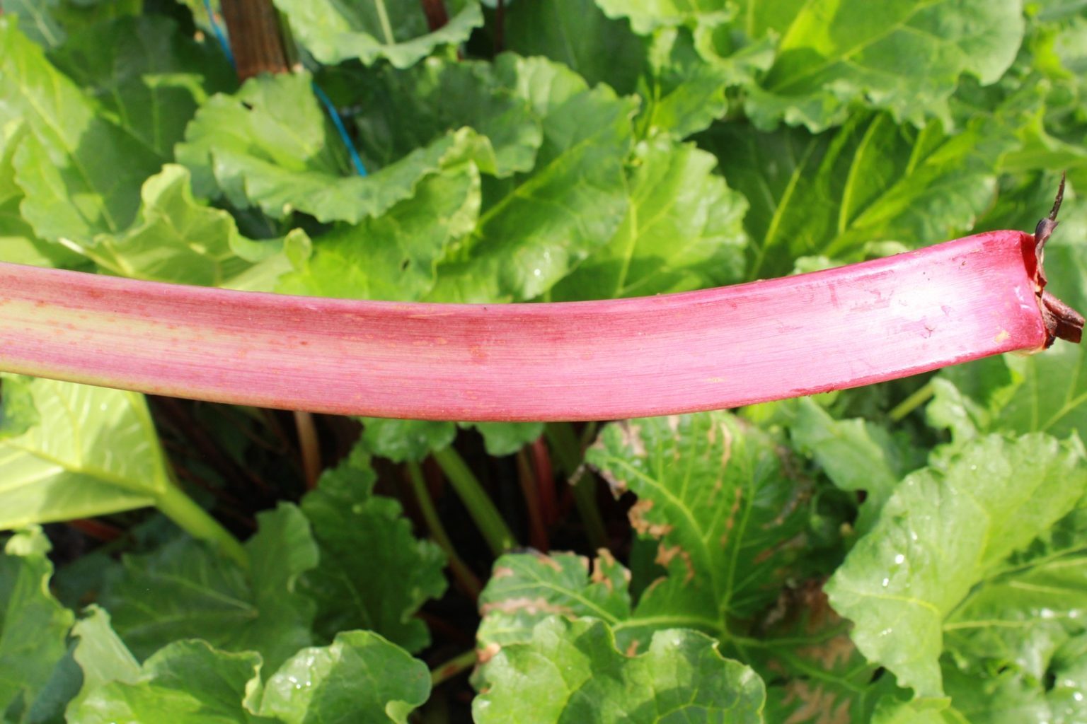 Rhubarbe Rouge Bio - Semences & graines - L' Atelier des Bons Plants