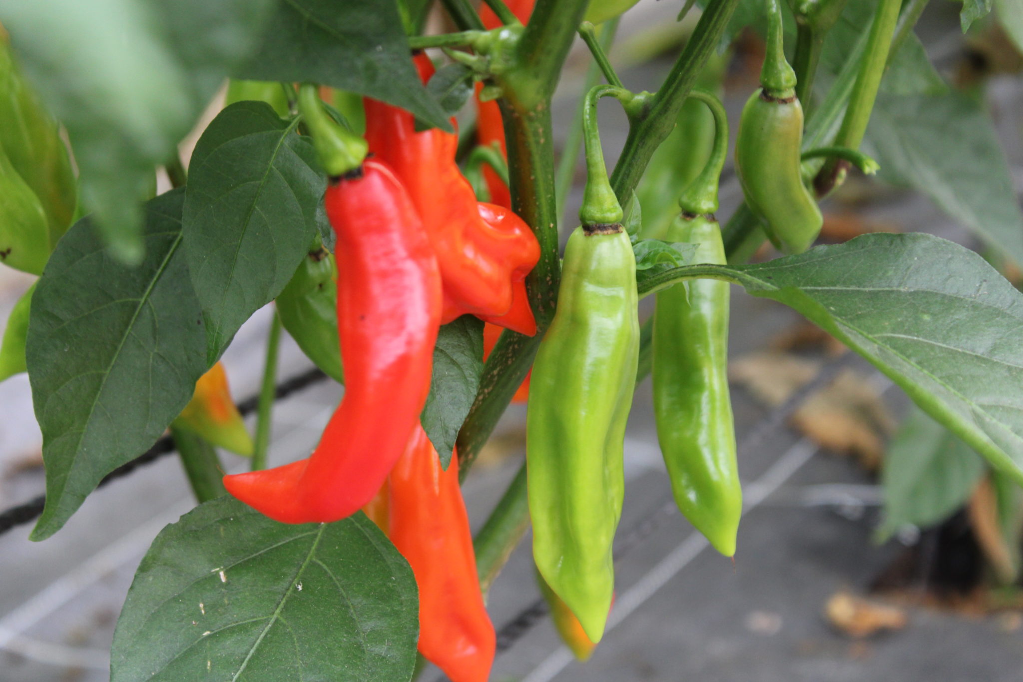 Piment doux Végétarien bio - L'atelier des bons plants